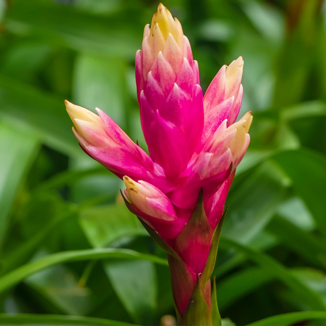 Guzmânia (Guzmania) - PictureThis