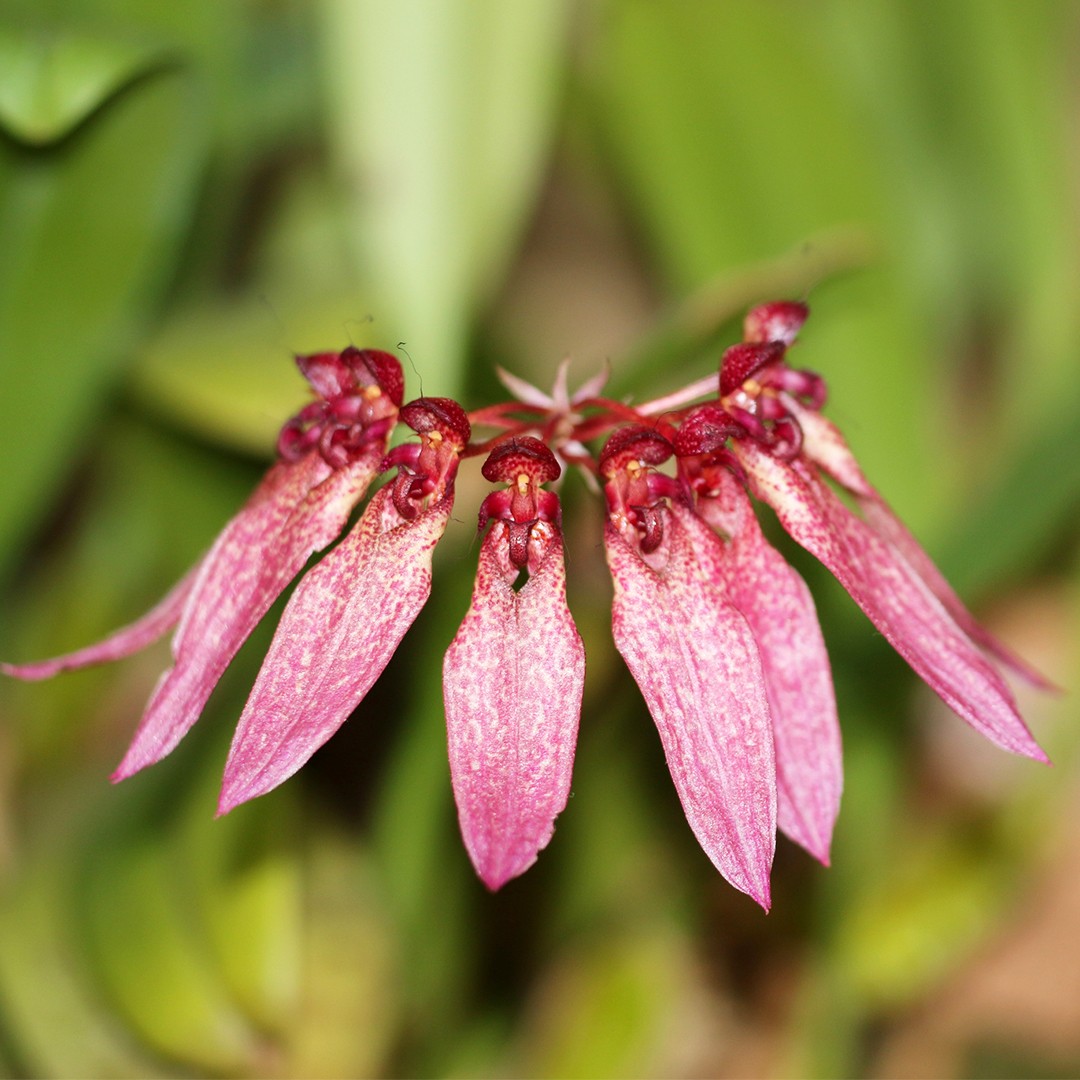 Bulbophyllum - PictureThis
