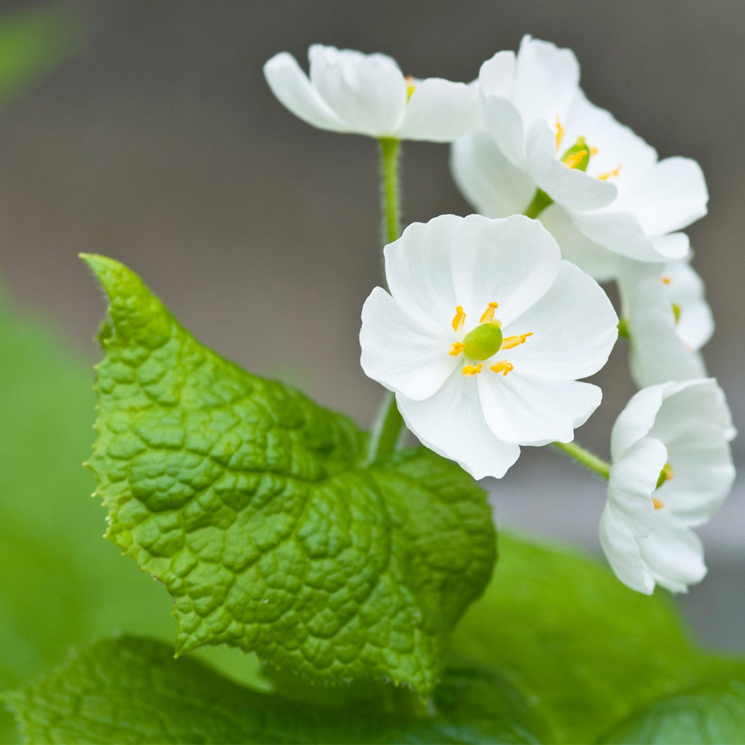Barrenwort Care (Watering, Fertilize, Pruning, Propagation) - PictureThis
