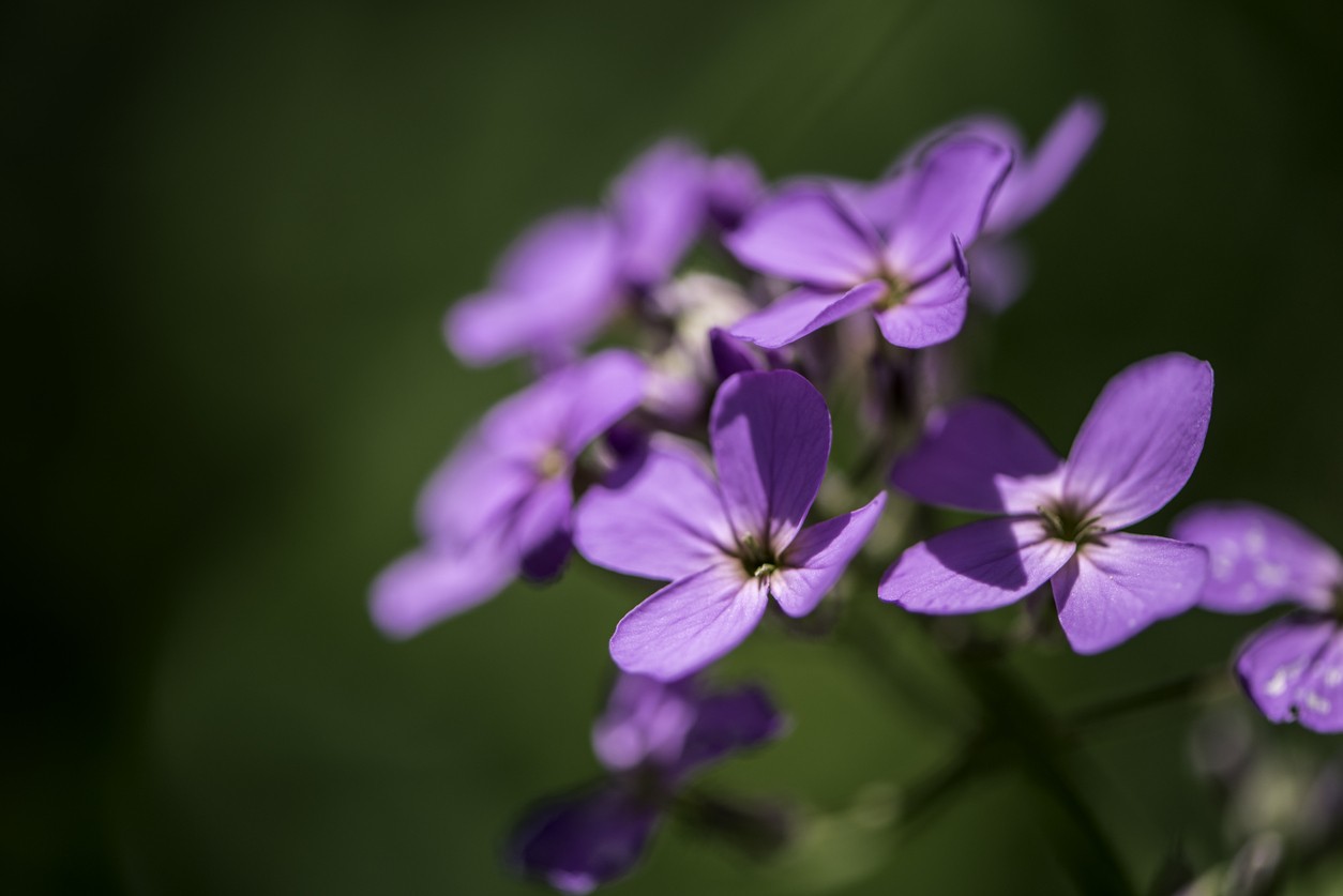 Cardamine tangutorum - PictureThis