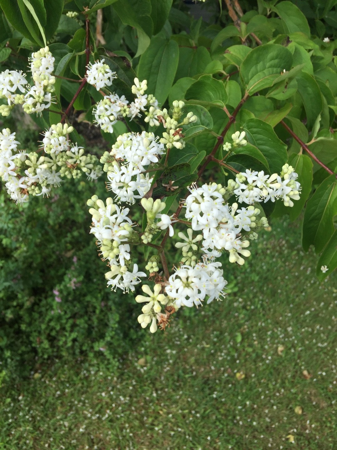 Seven sons tree (Heptacodium miconioides) Flower, Leaf, Care, Uses ...