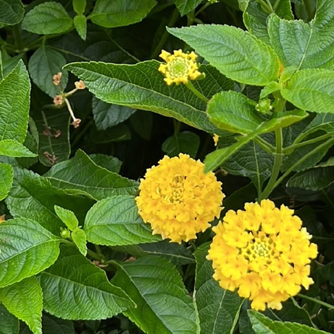 ☯️ Where To Place Lucky Yellow Lantana In Feng Shui? (Characteristics ...