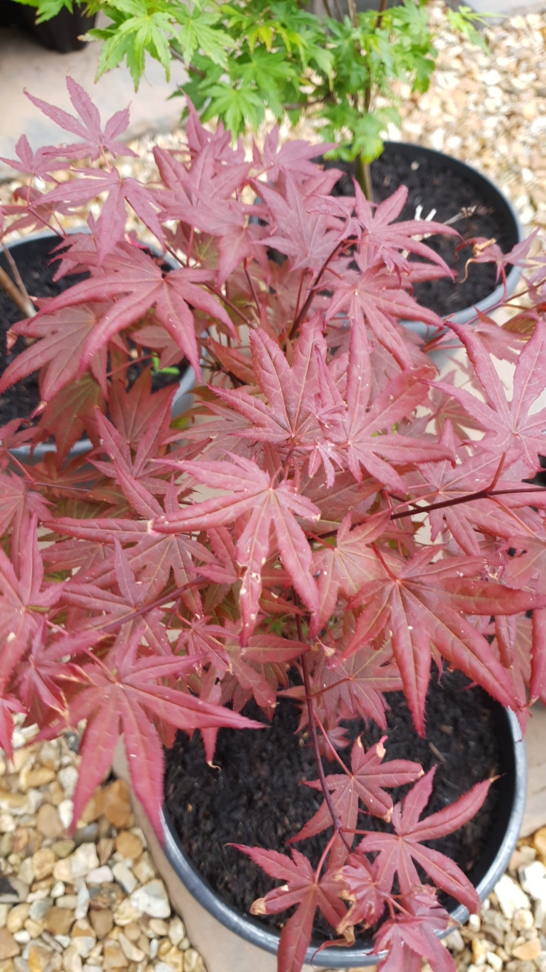 Acer palmatum 'Wilson's Pink Dwarf' (Acer palmatum 'Wilson's Pink Dwarf ...