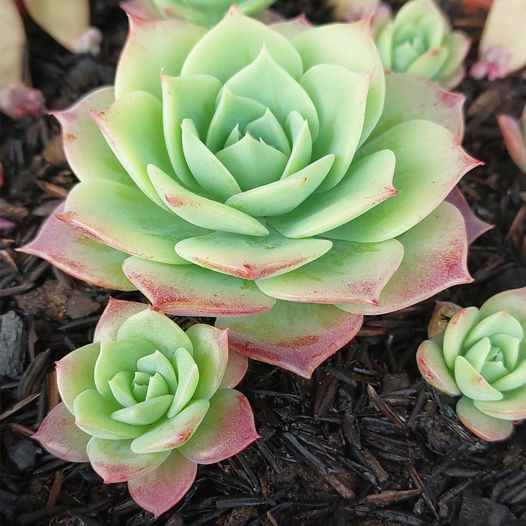 ×Graptoveria - PictureThis