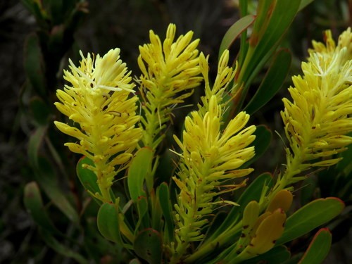 Aulax umbellata - PictureThis