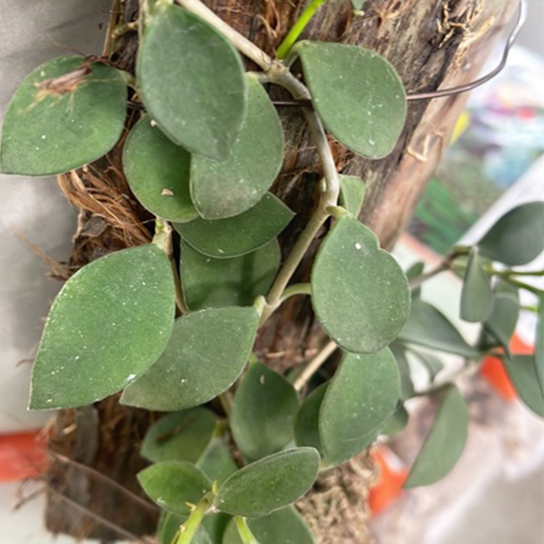 Porcelain flower hoya (Hoya nummularioides) Flower, Leaf, Care, Uses ...