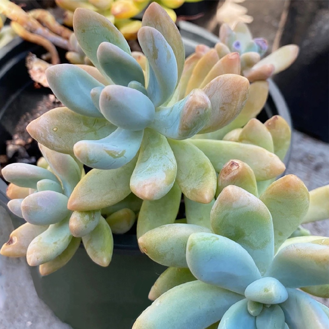 California sunset succulents Care (Watering, Fertilize, Pruning ...