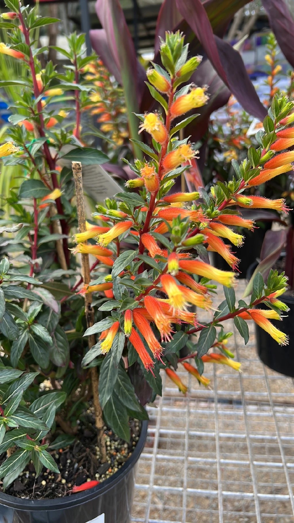 Cuphea micropetala - PictureThis