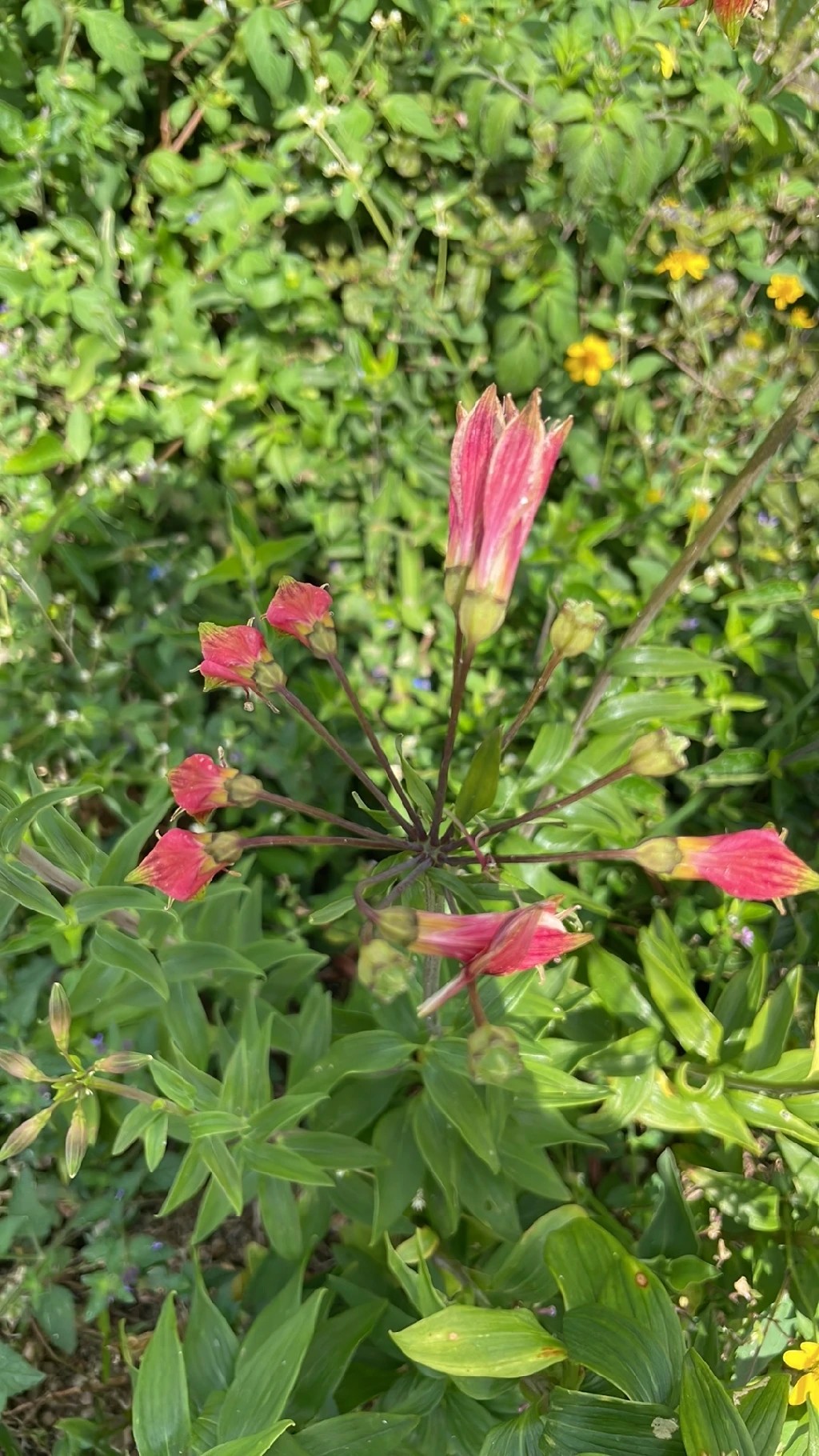 Alstroemeria psittacina 照顧，種植，繁殖，開花時間 - PictureThis