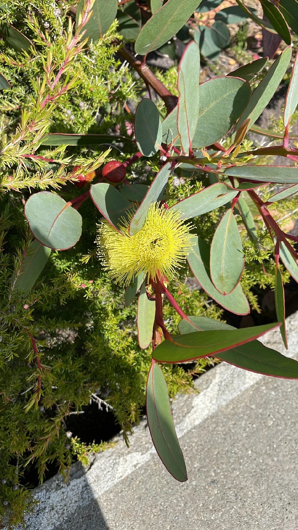 Eucalipto de casco rojo (Eucalyptus erythrocorys) - PictureThis