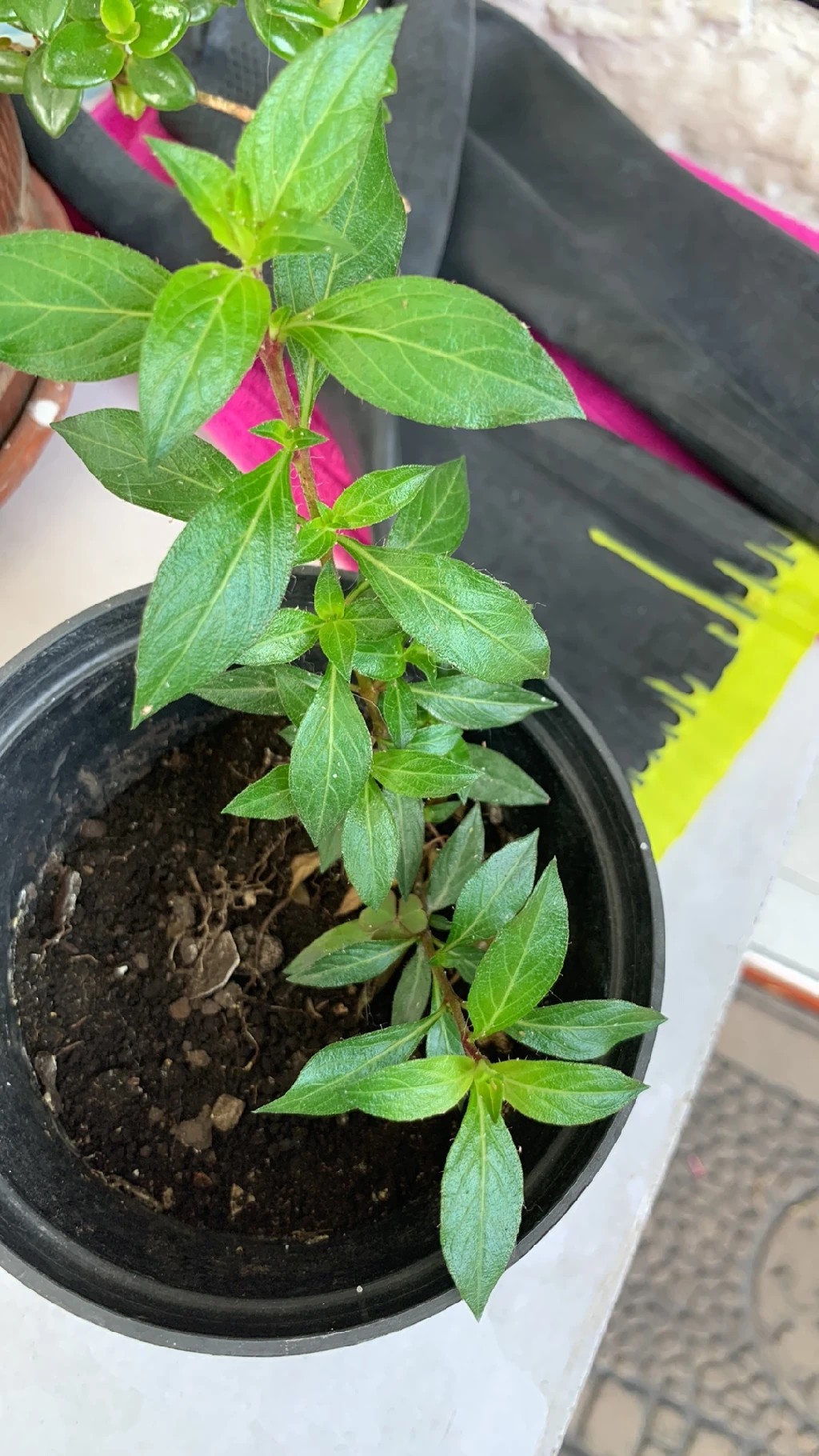 Cuphea micropetala - PictureThis