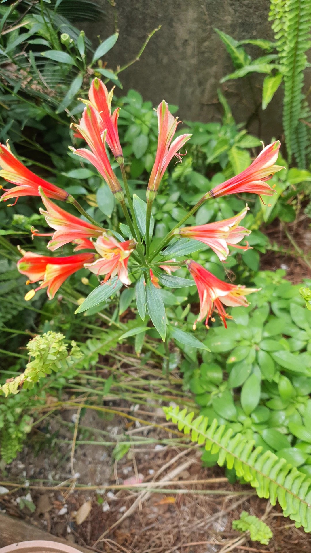 How to Plant and Grow Parrot lily(Alstroemeria psittacina)