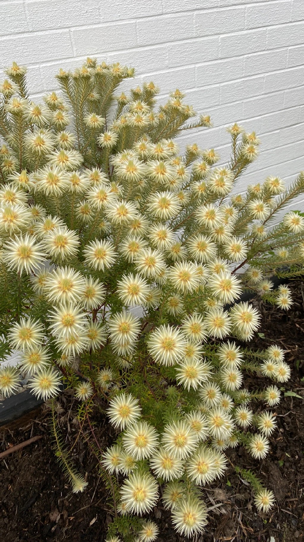 Phylica pubescens - PictureThis