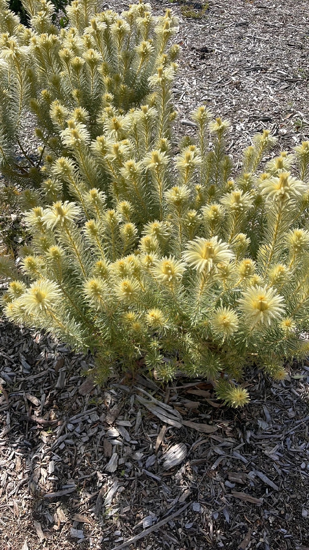 Phylica pubescens - PictureThis
