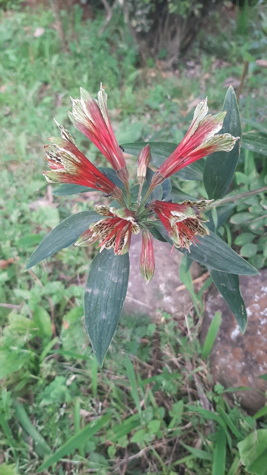 How to Plant and Grow Parrot lily(Alstroemeria psittacina)