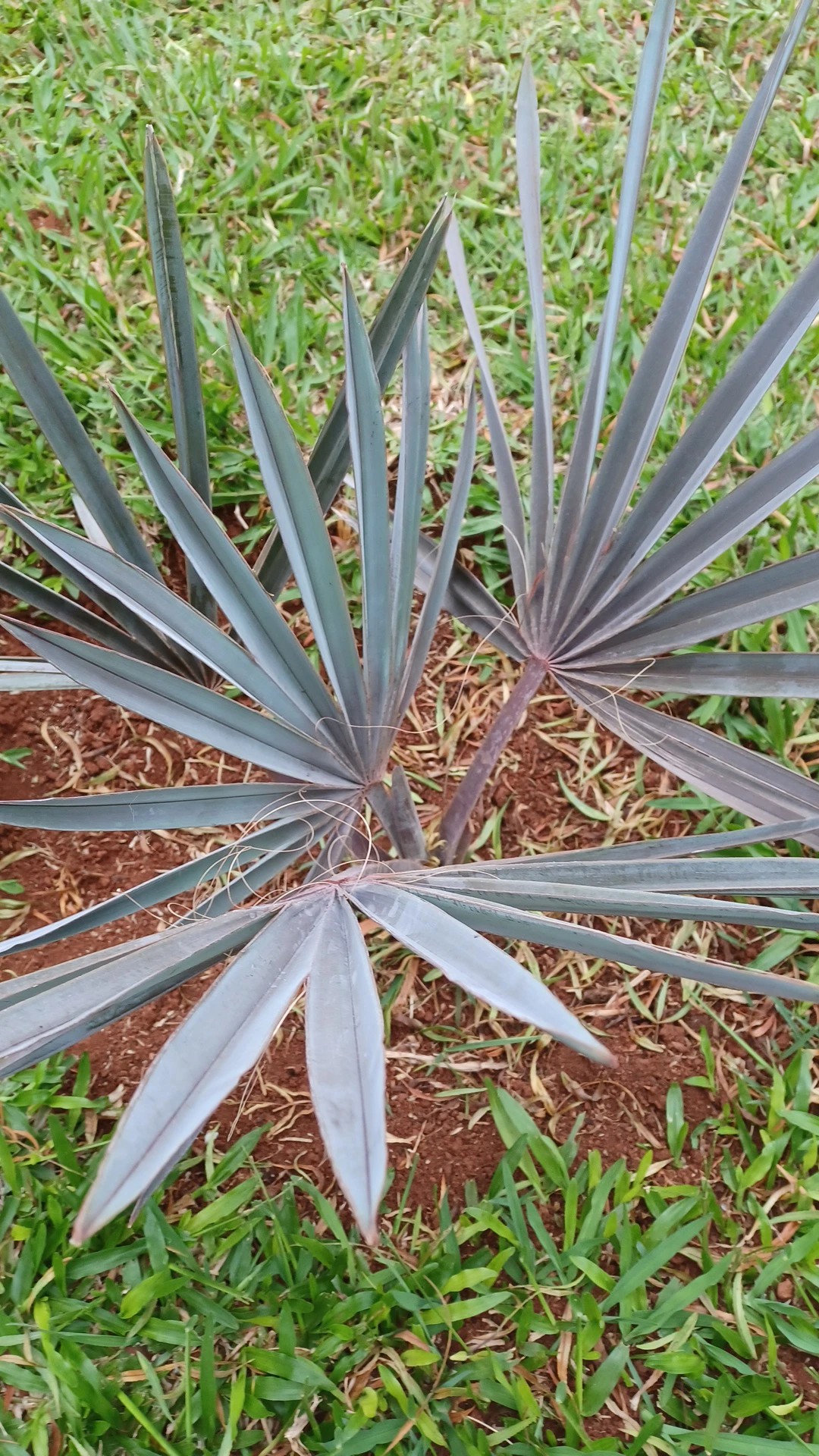 Caranday Cuidados (Plantando, Fertilizantes, Enfermedades) - PictureThis