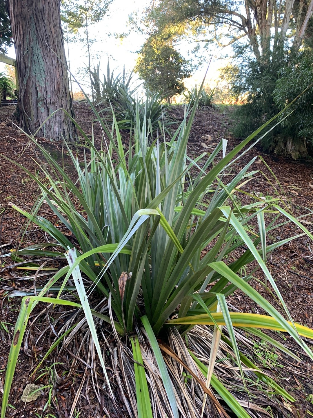 Astelia banksii - PictureThis