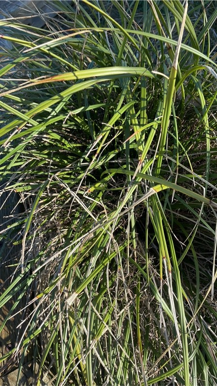 Astelia banksii - PictureThis