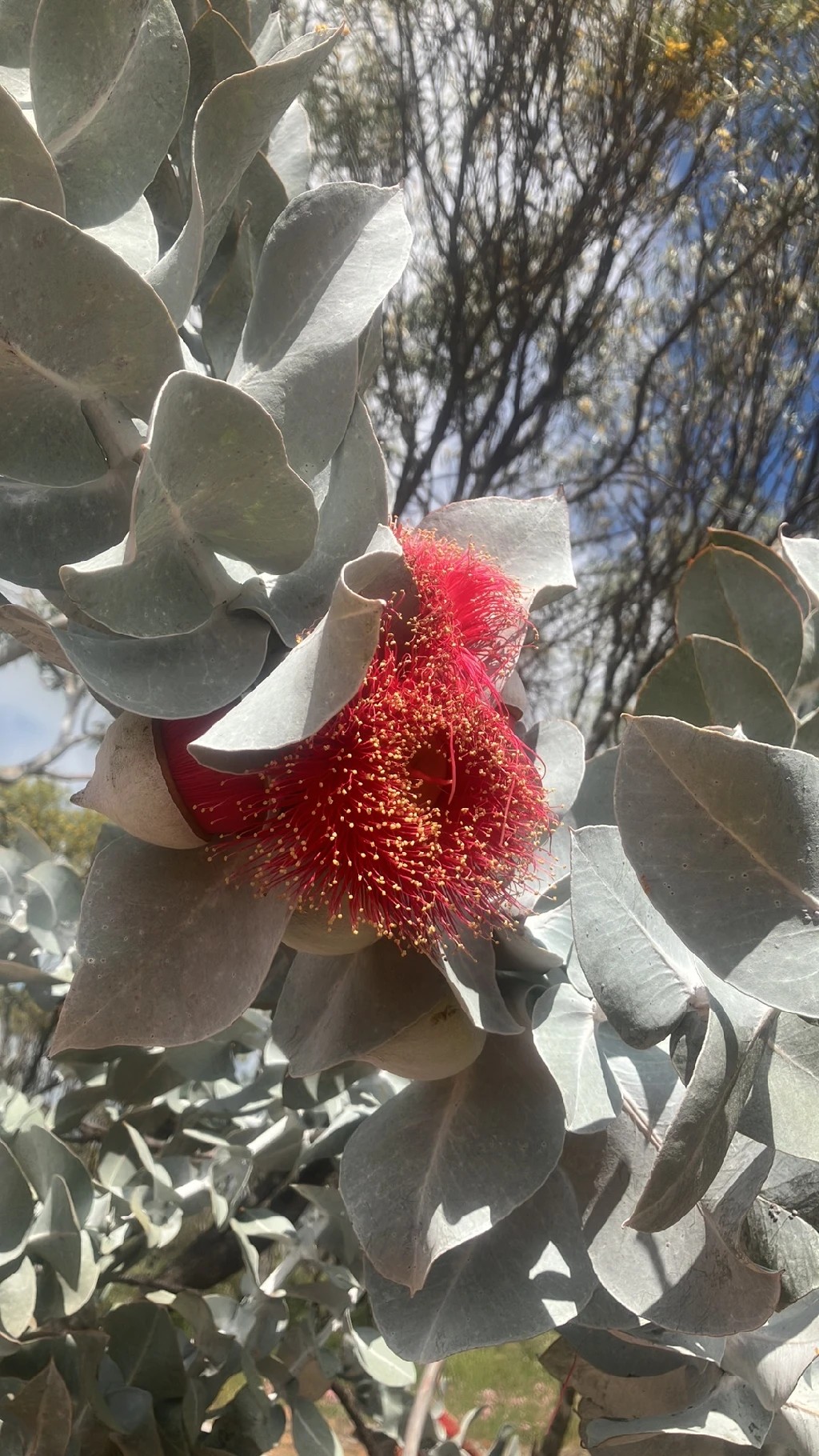 Eucalyptus macrocarpa - PictureThis