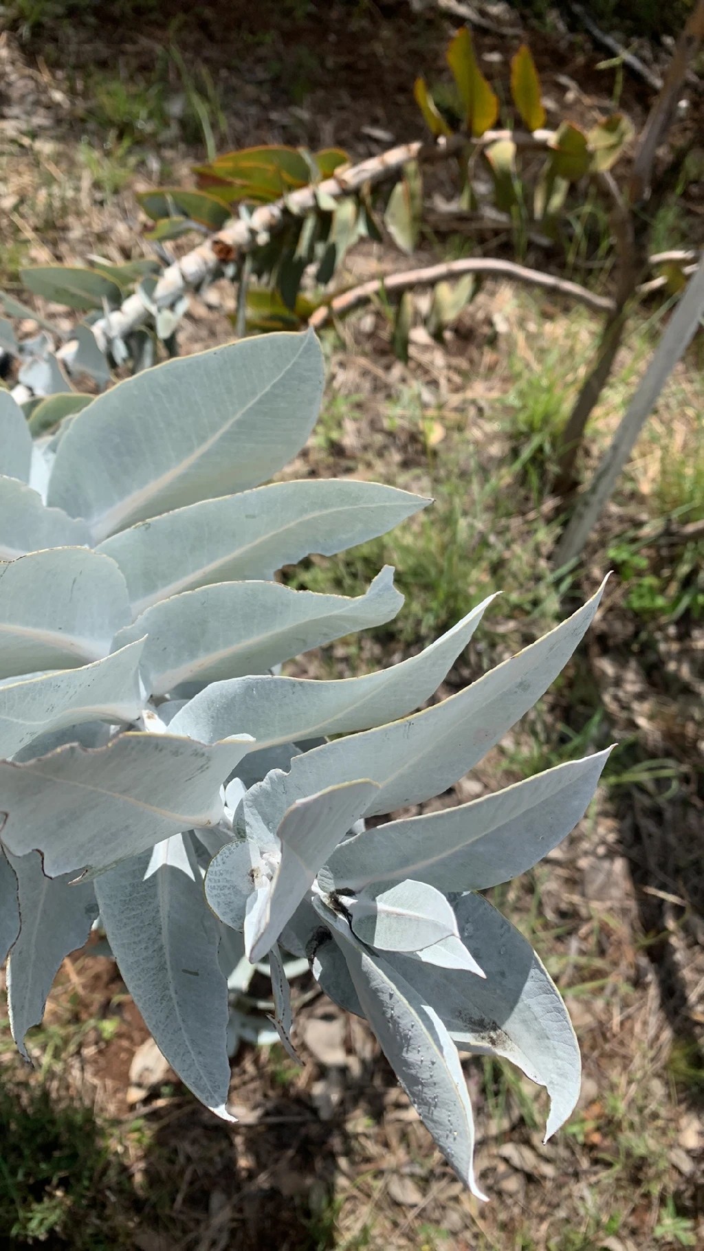 Eucalyptus macrocarpa - PictureThis