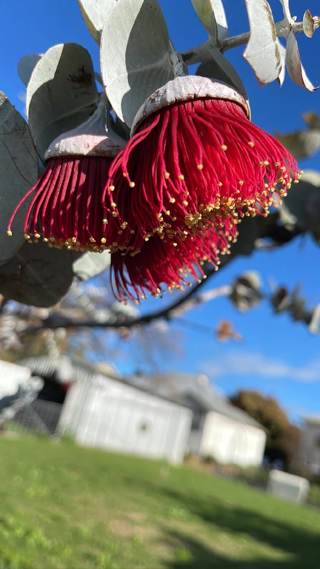 How to Plant and Grow Mottlecah(Eucalyptus macrocarpa)