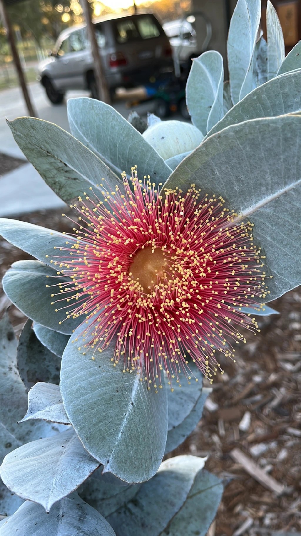 Eucalyptus macrocarpa - PictureThis