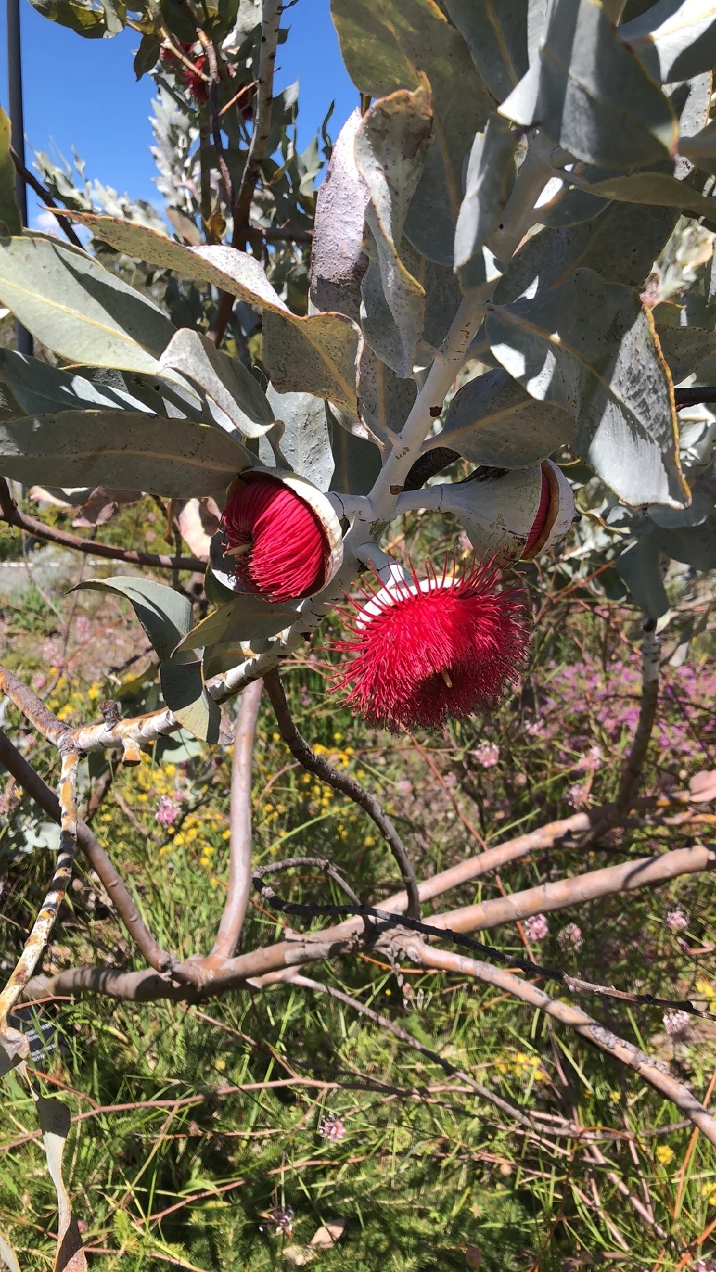 Eucalyptus macrocarpa - PictureThis