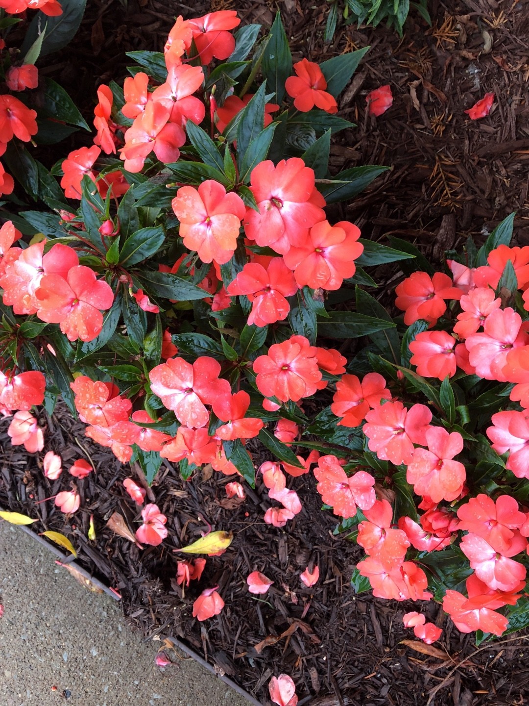 Impatiens 'Sunpatiens Spreading Pink Flash' Flower, Leaf, Uses ...