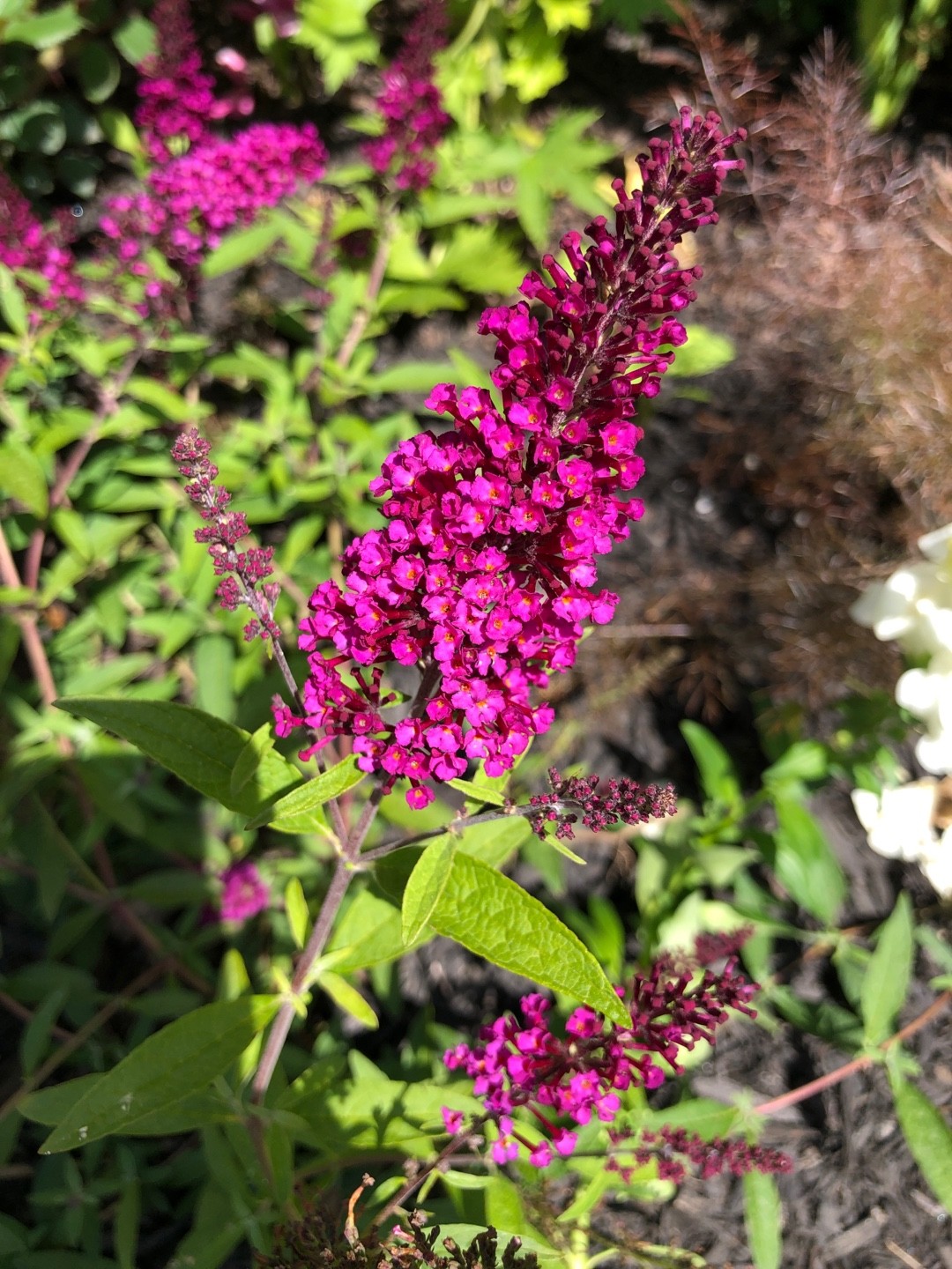 Buddleja - PictureThis