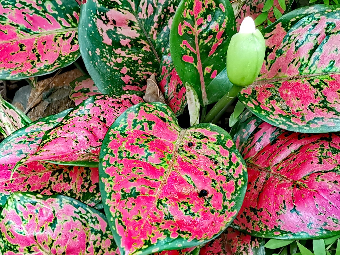 Chinese evergreens (Aglaonema) - PictureThis