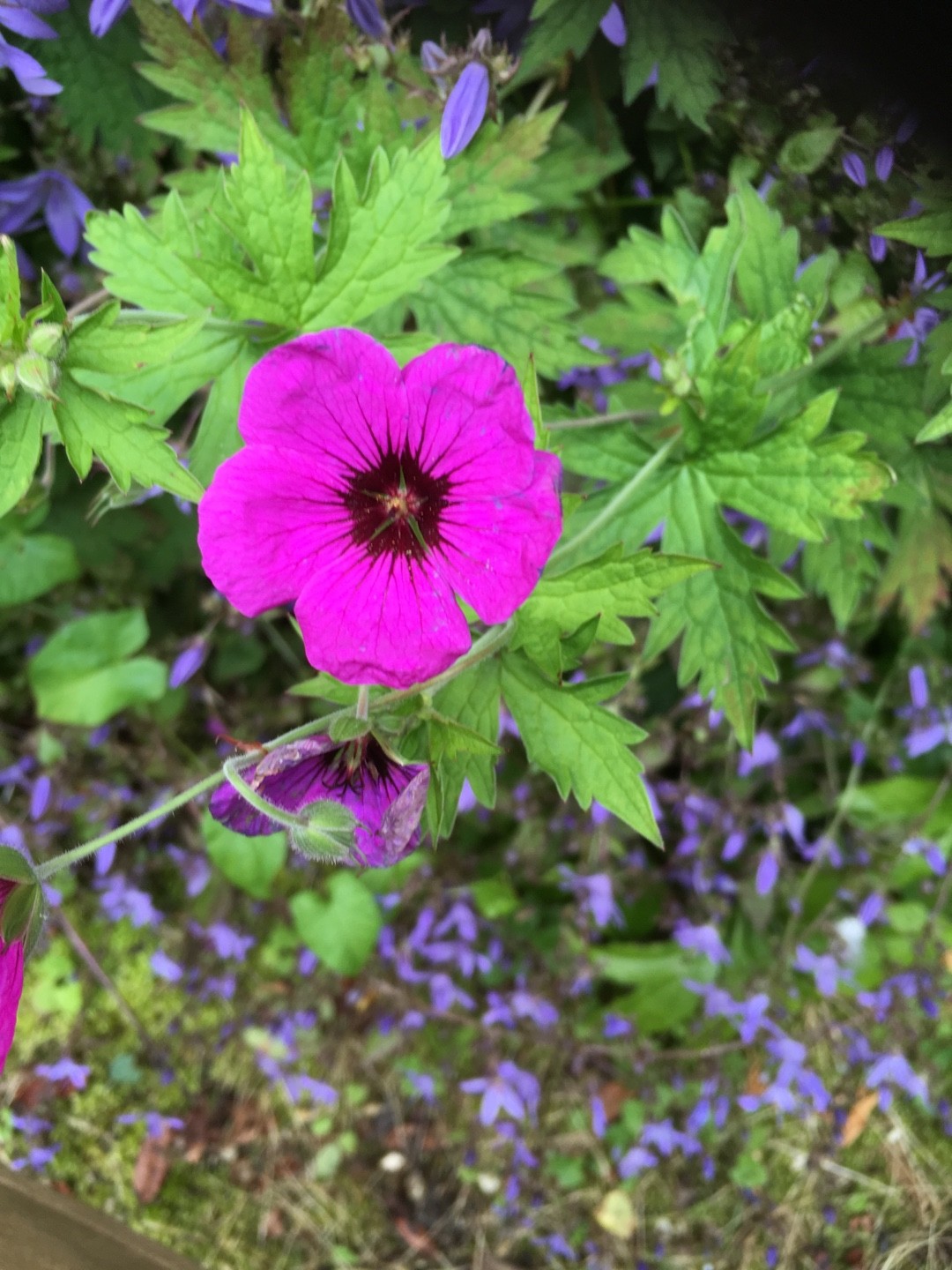 Geranium (Geranium) - PictureThis