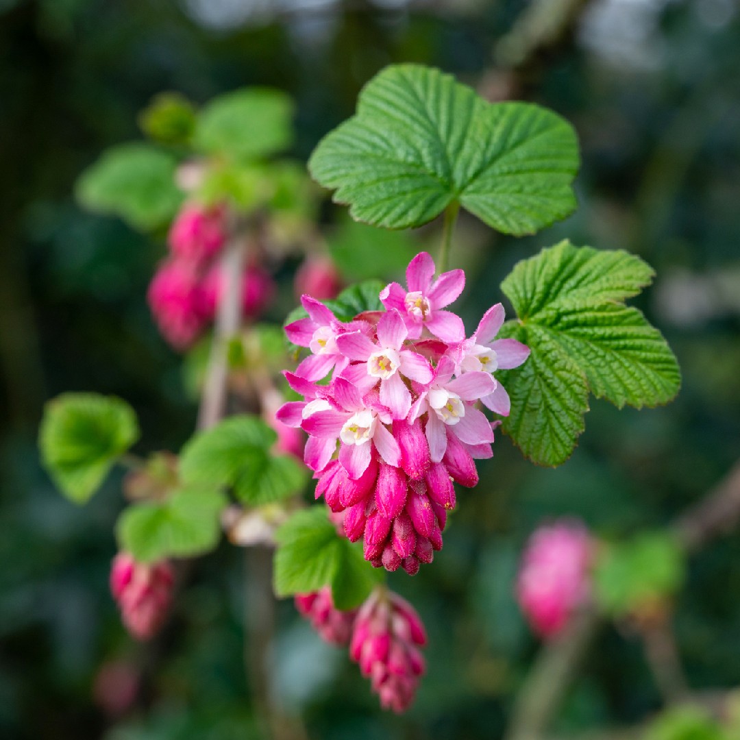Ribes sanguineum (Ribes sanguineum) - PictureThis