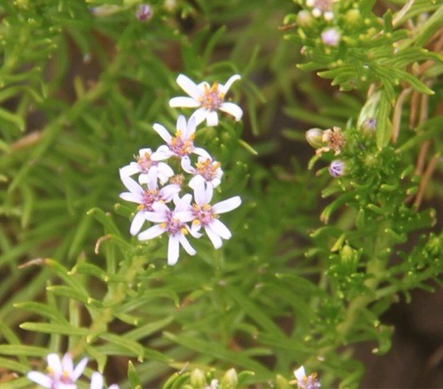 Olearia glutinosa Flower, Leaf, Uses - PictureThis