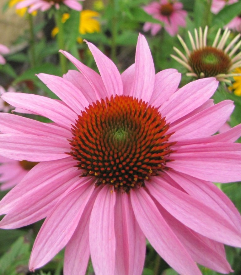 Echinacea tennesseensis - PictureThis