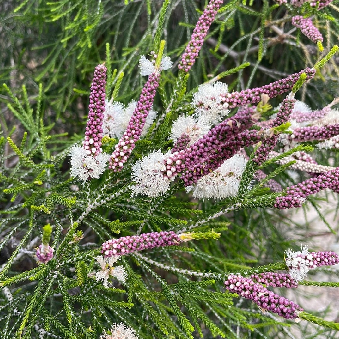 Melaleuca - PictureThis