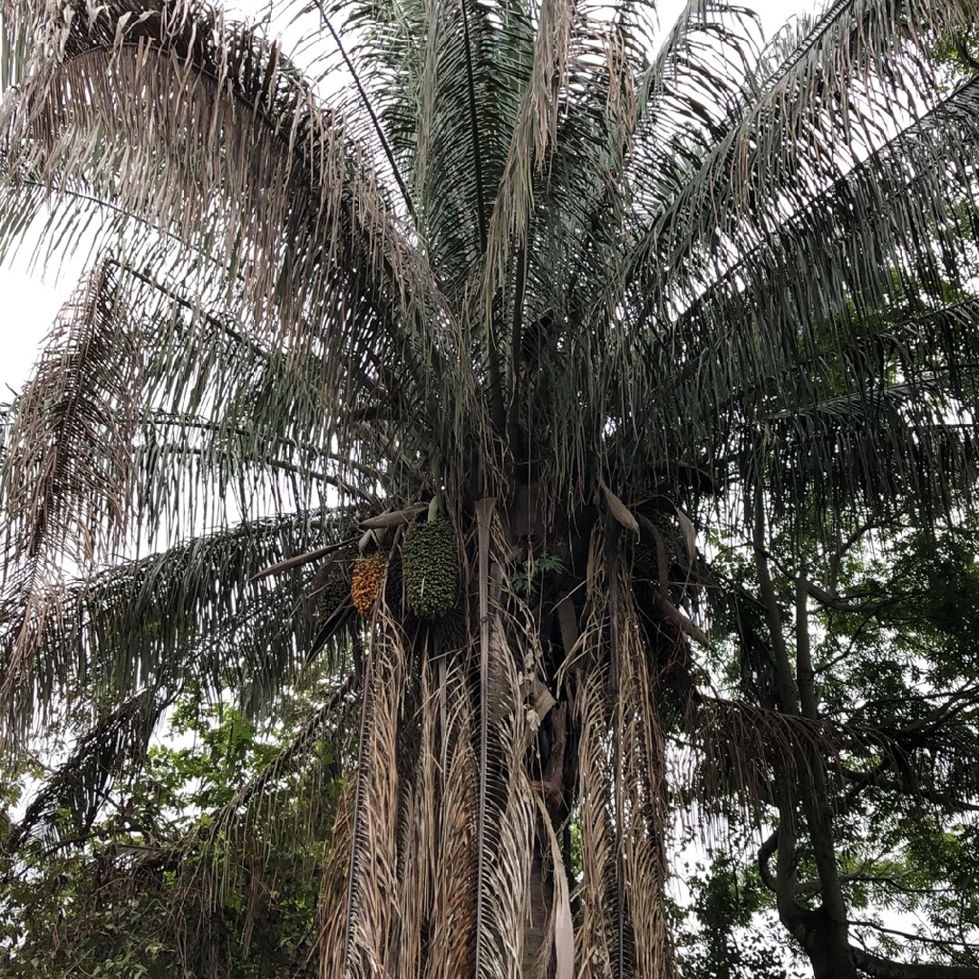 Attalea Flower, Leaf, Care, Uses - PictureThis