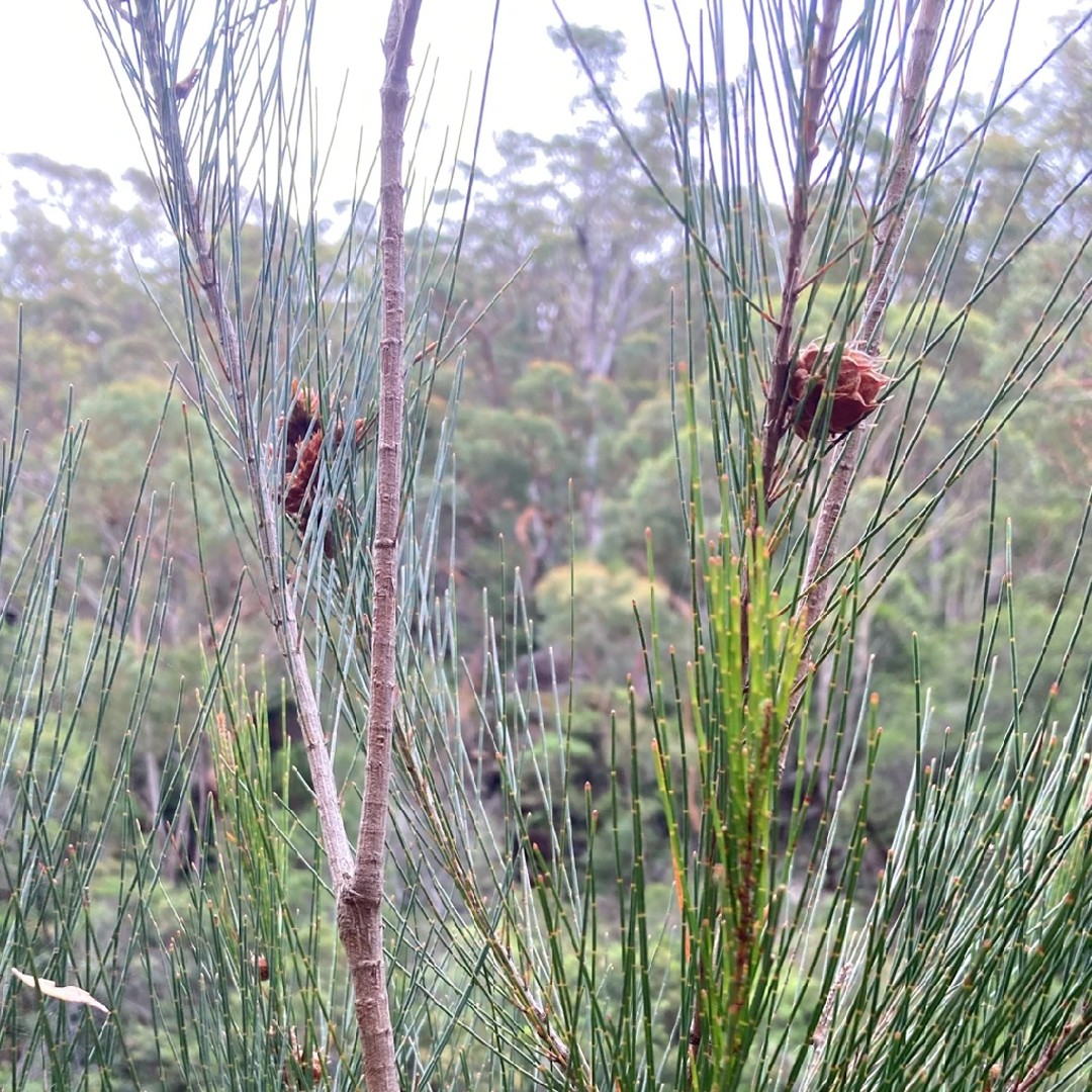 Filao (Allocasuarina) - PictureThis