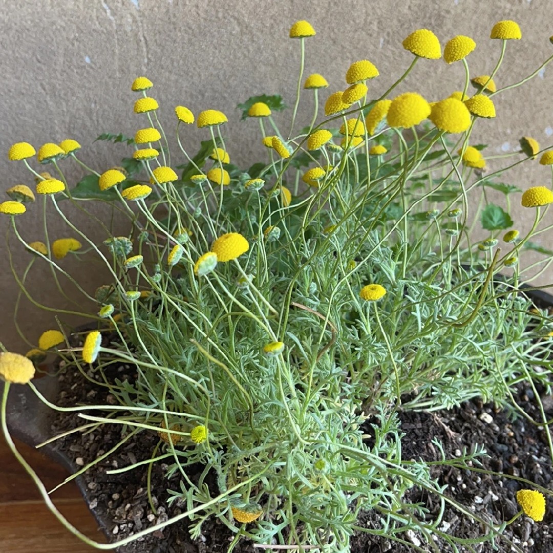 Water buttons Care (Watering, Fertilize, Pruning, Propagation ...