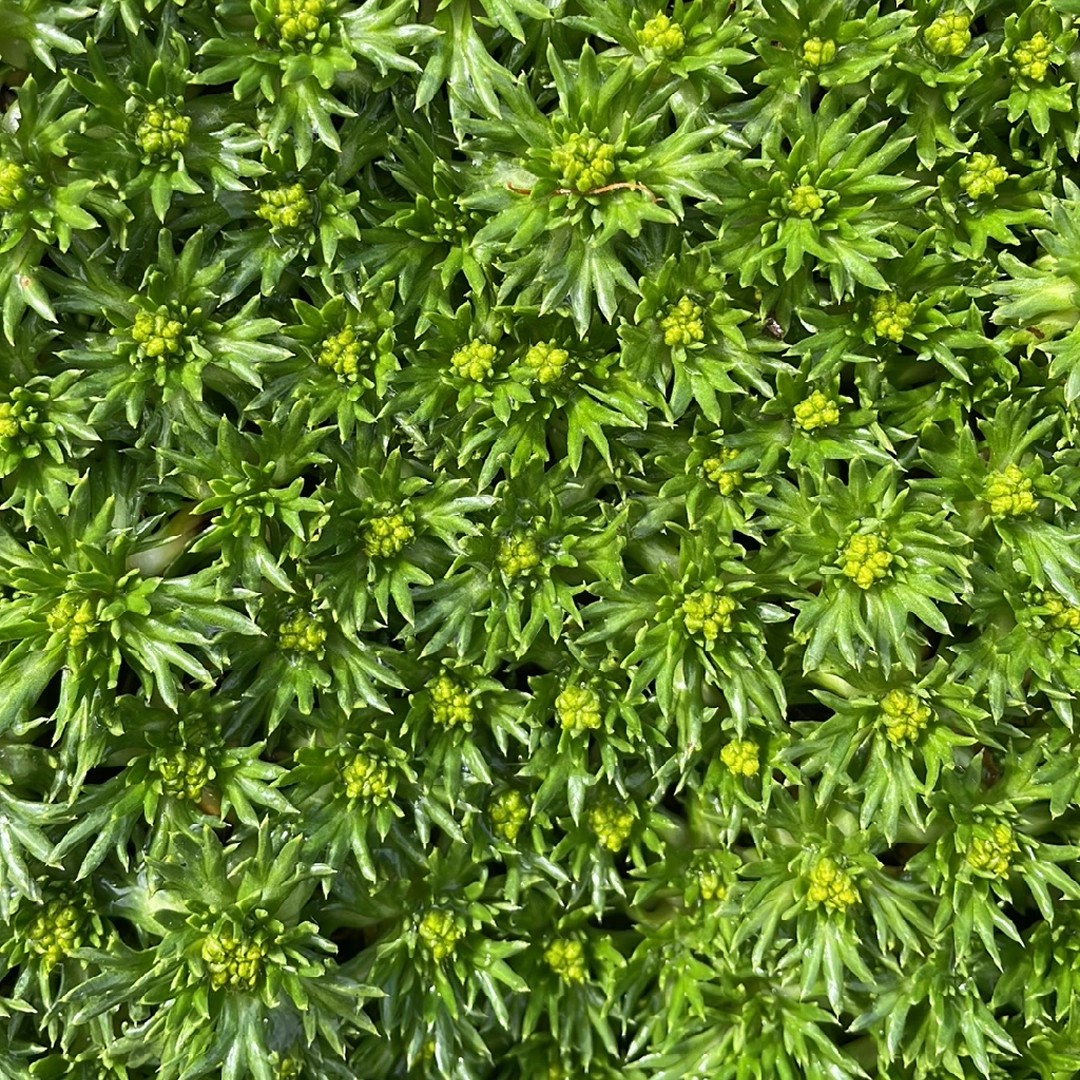 Azorella Care (Watering, Fertilize, Pruning, Propagation) - PictureThis