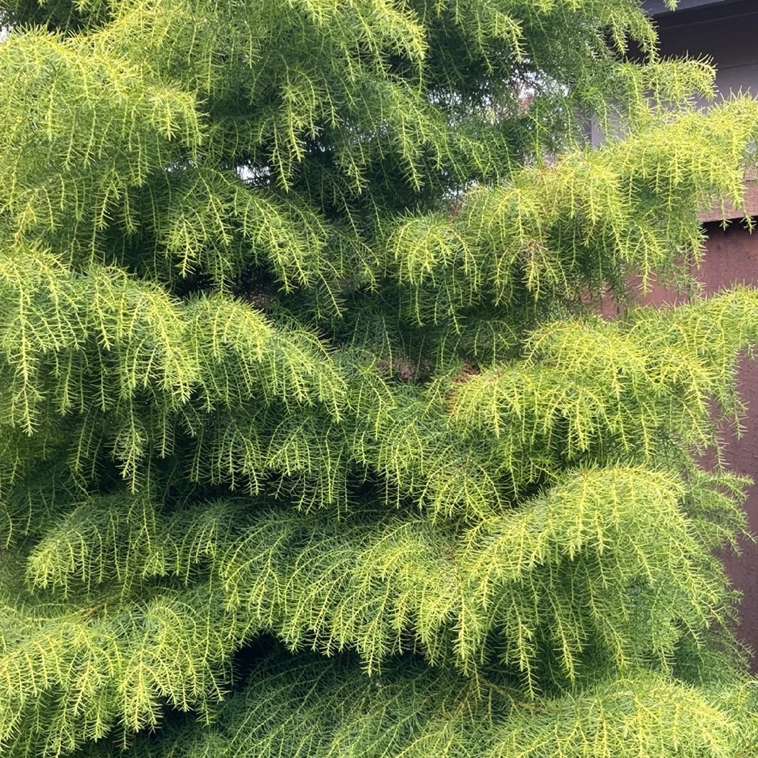 Cryptomeria - PictureThis
