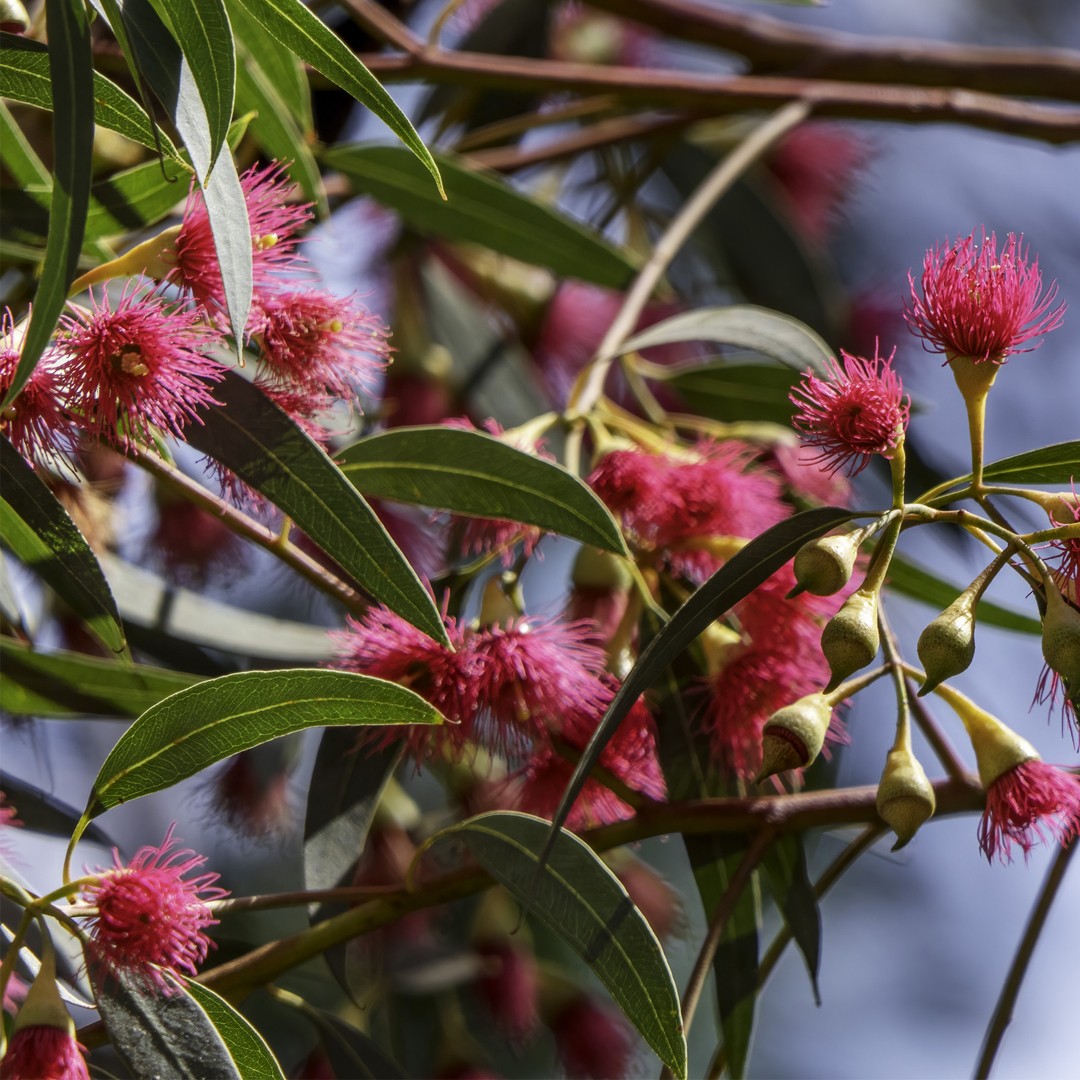 Eucalyptus leucoxylon - PictureThis