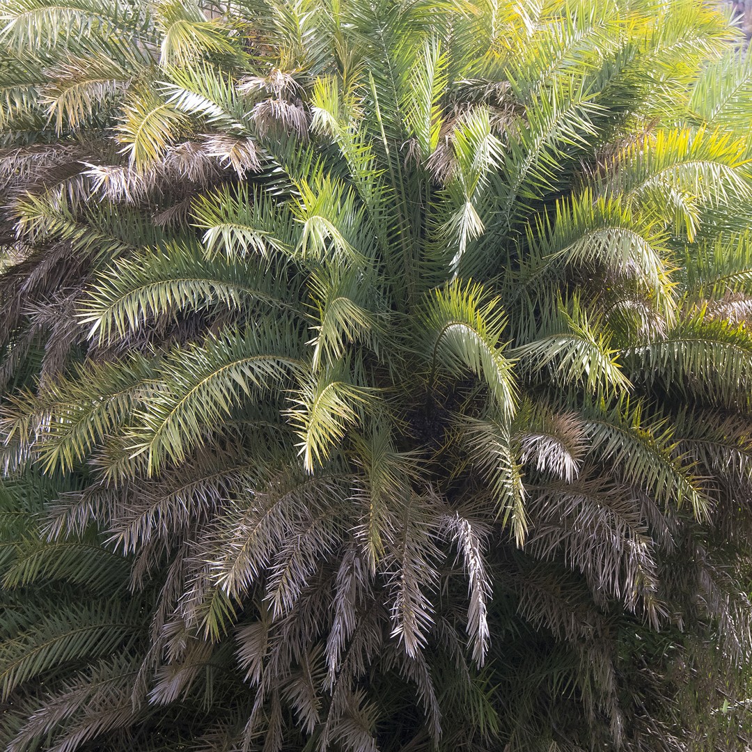 Date palms (Phoenix) Flower, Leaf, Care, Uses - PictureThis