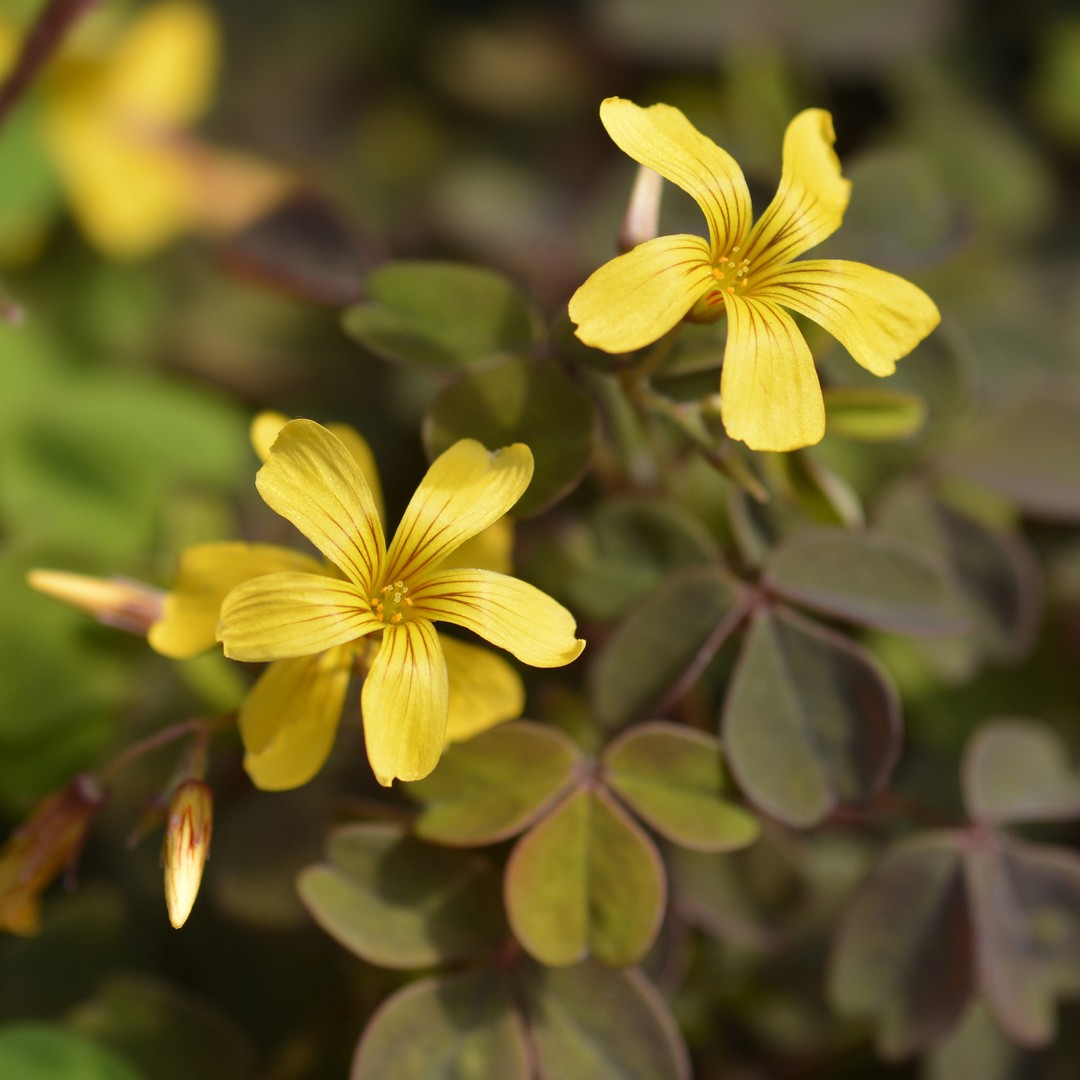 Klaverzuring (Oxalis) - PictureThis
