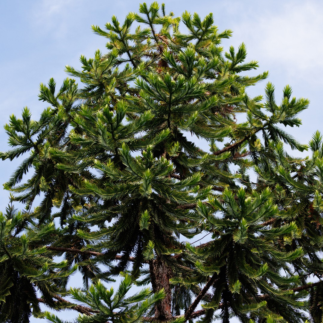 Araucaria Flower, Leaf, Care, Uses - PictureThis