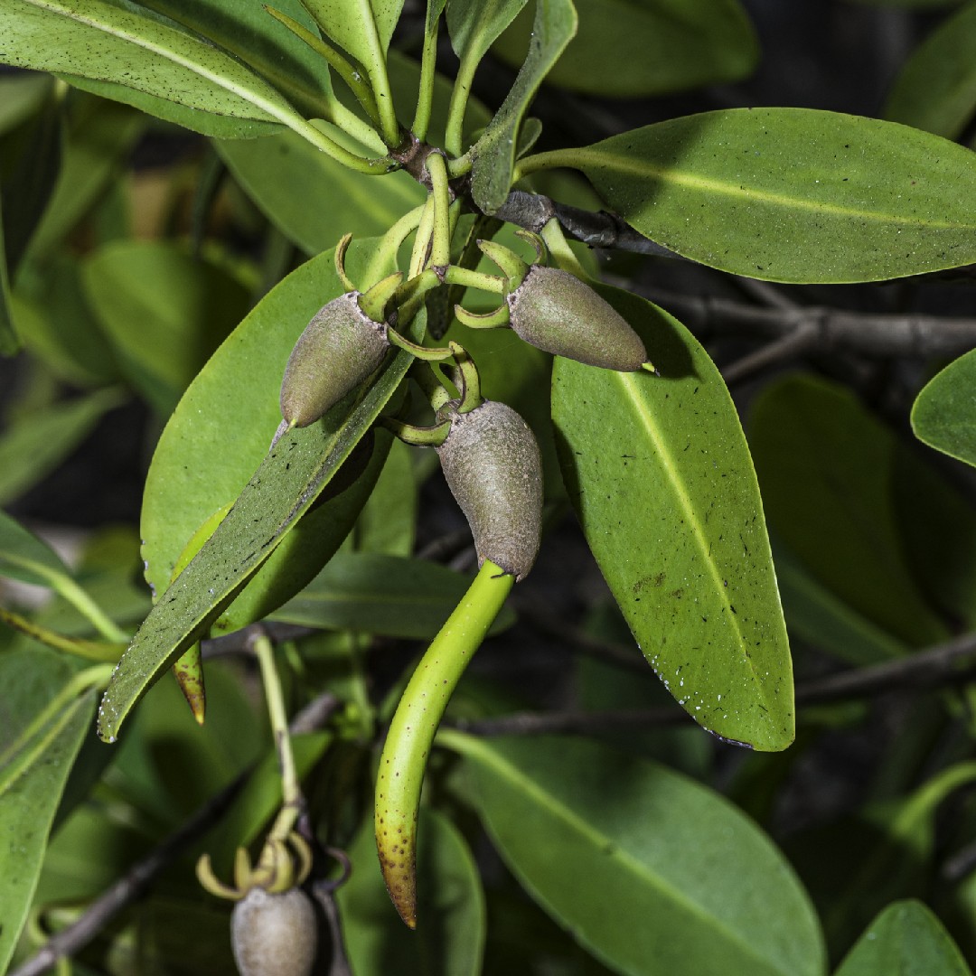 Rhizophora mangle - PictureThis