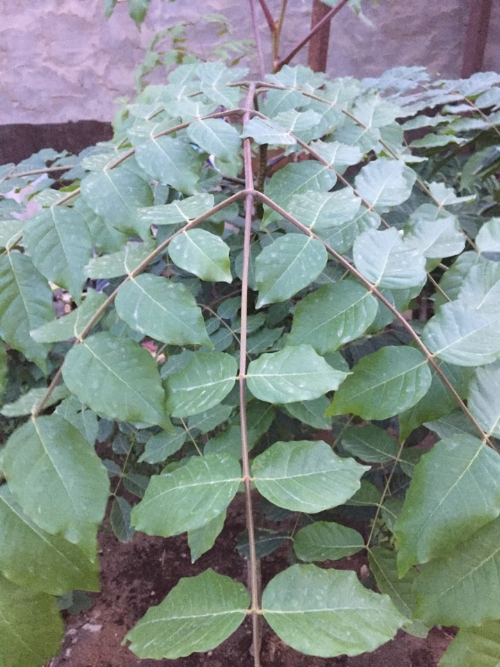 Cedro rosado de la india (Acrocarpus fraxinifolius) - PictureThis