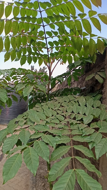 Cedro rosado de la india (Acrocarpus fraxinifolius) - PictureThis