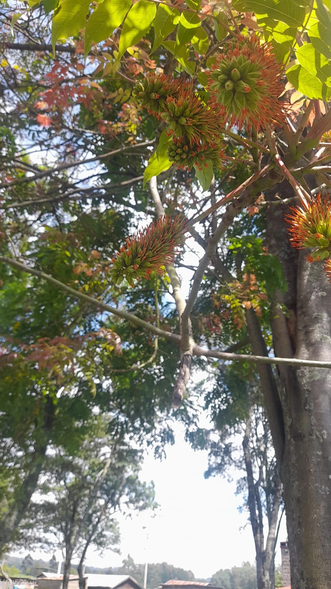 Cedro rosado de la india (Acrocarpus fraxinifolius) - PictureThis