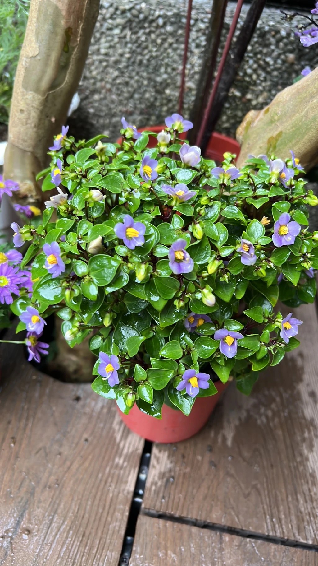 紫芳草 (Exacum affine) 照顧，種植，繁殖，開花時間 - PictureThis