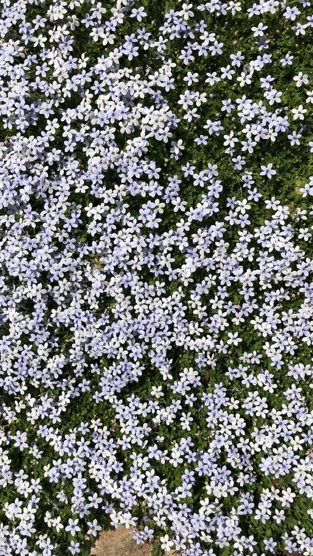 Enredadera de estrella azul (Isotoma fluviatilis) - PictureThis